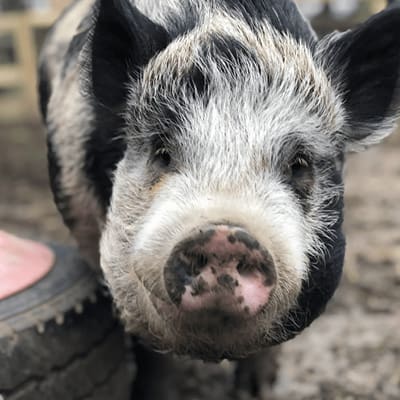 The Pig Issue - ECL Civil Engineering